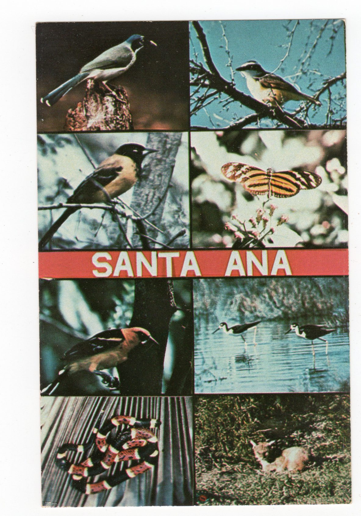 Chrome postcard. Santa Ana National Wildlife Refuge, southeast of San ...