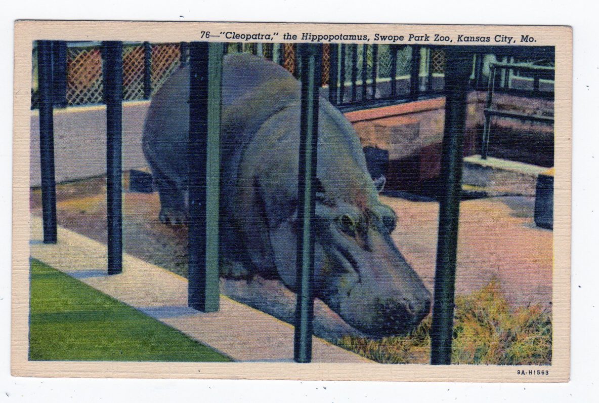 Linen postcard. Cleopatra the hippopotamus, Swope Park Zoo, Kansas City ...