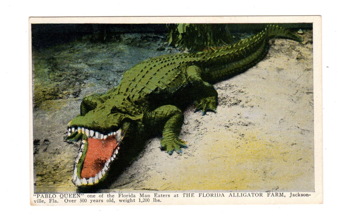 Old postcard. Pablo Queen one of the Florida Man Eaters at The Florida ...