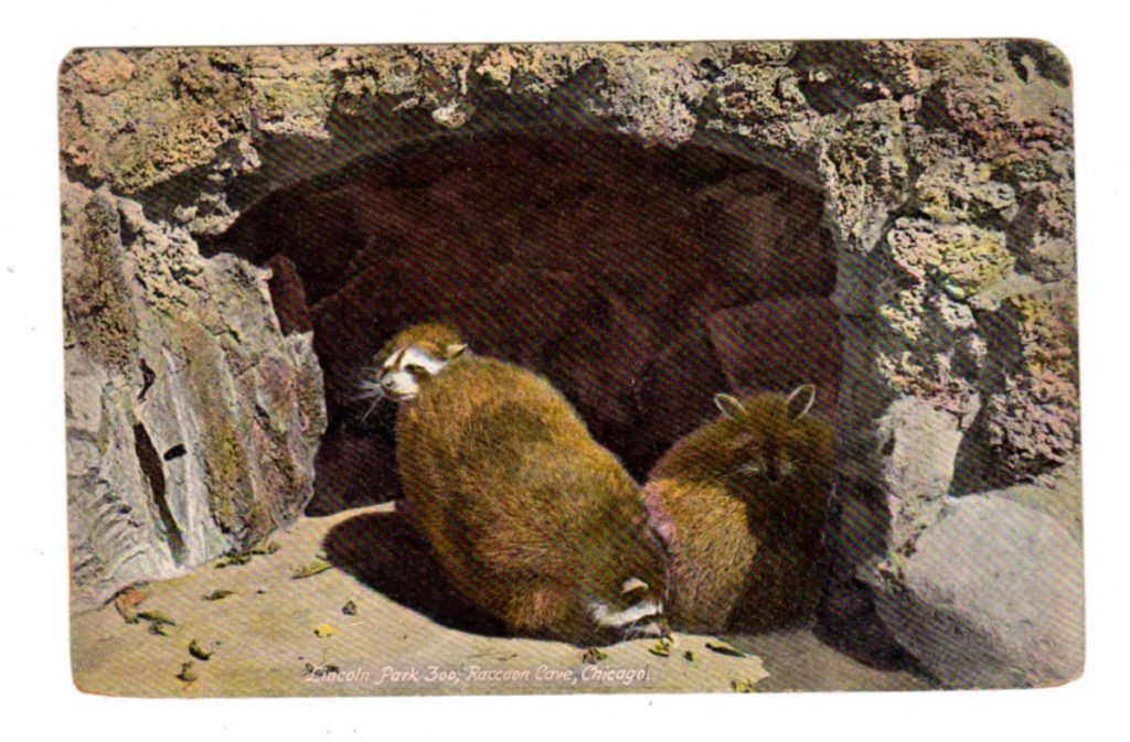 Old postcard. Lincoln Park Zoo, Raccoon Cave, Chicago, Illinois ...