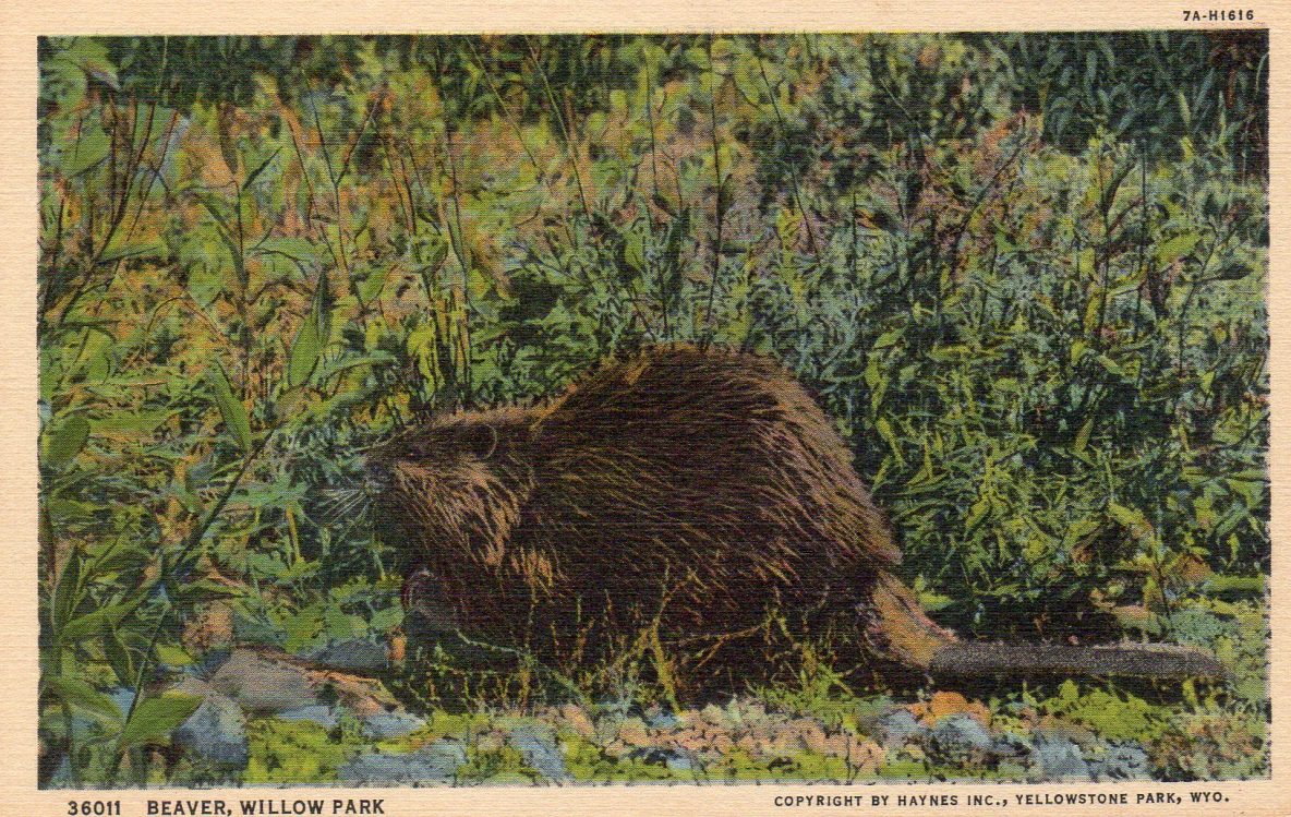 Linen postcard. Beaver, Willow Park, Yellowstone Park, Wyoming ...