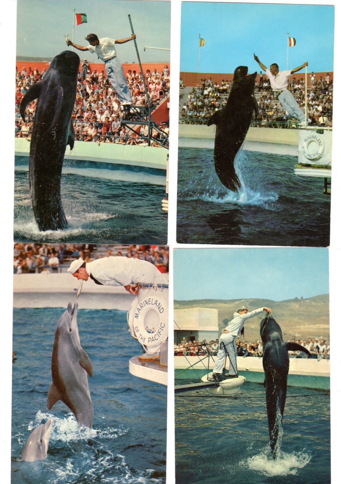 Four chrome postcards. Marineland of the Pacific, Palos Verdes ...