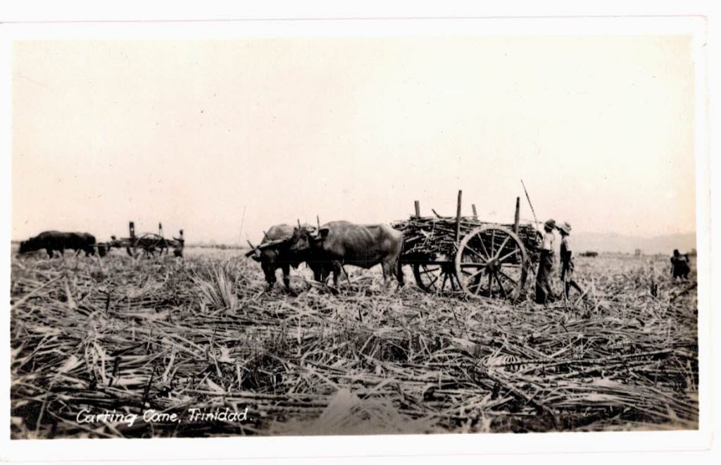 Real Photo Postcard. Carting cane, Trinidad. Oxen, men, carts. RPPC ...