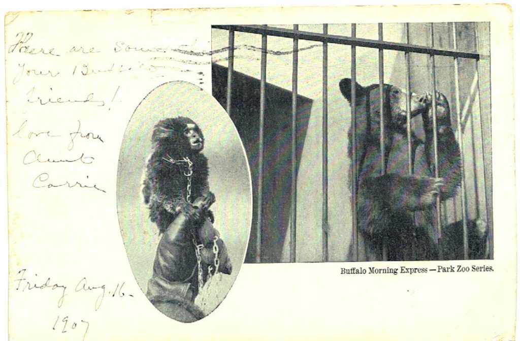 Old postcard. Buffalo Morning Express. Park Zoo Series. Bear, monkey ...