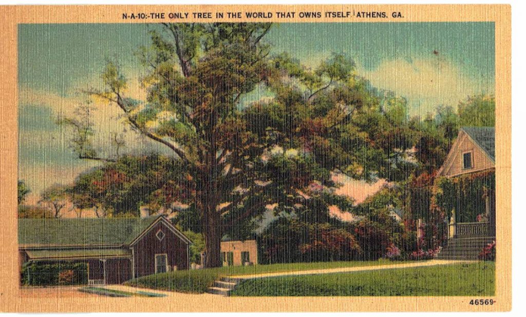 Linen postcard. The only tree in the world that owns itself, Athens ...