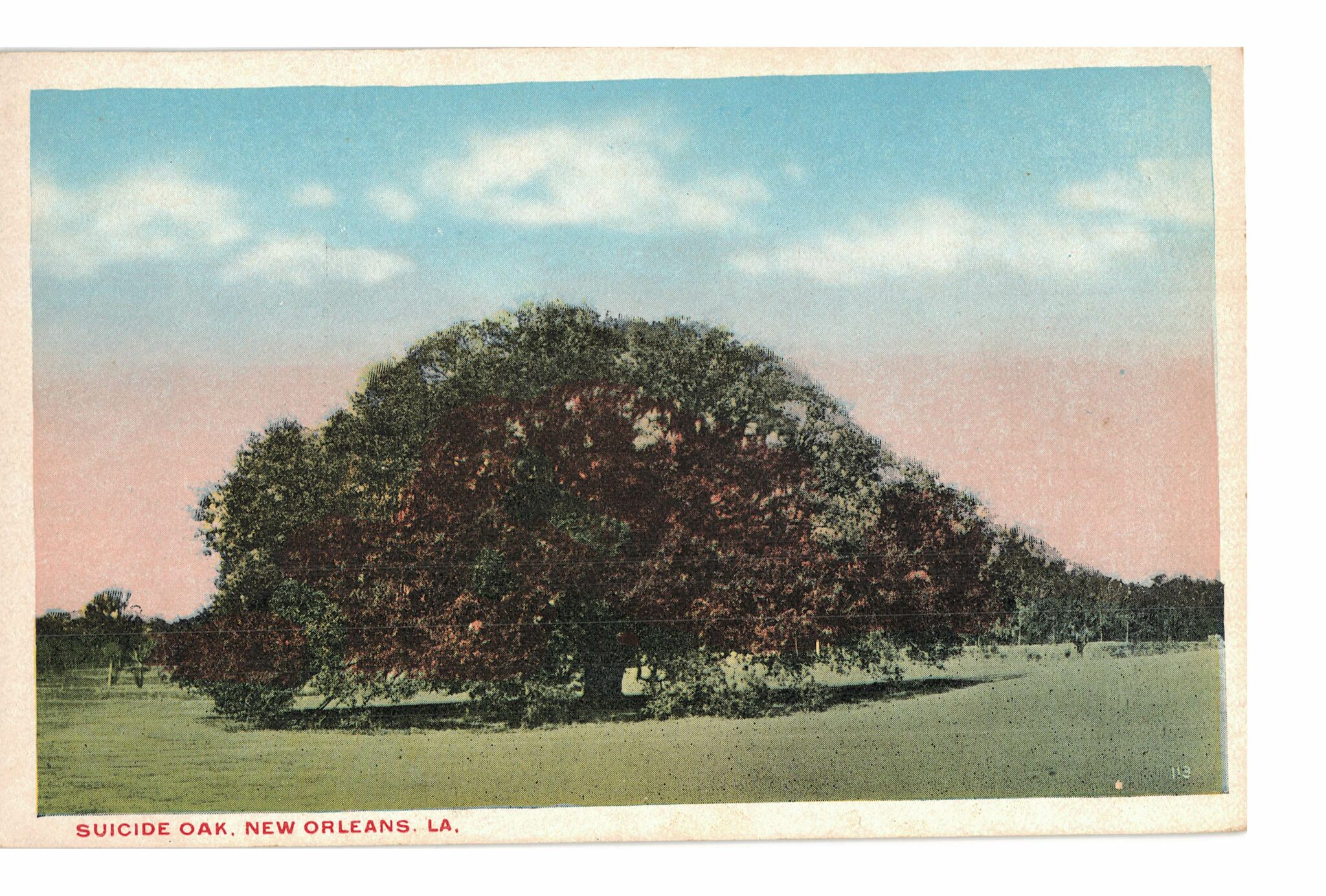White border postcard. Suicide Oak, New Orleans, Louisiana. | Jackie's ...