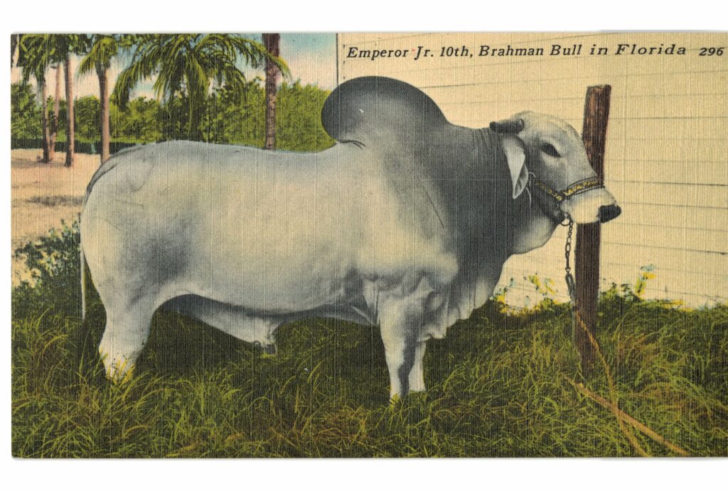 Chrome Postcard. Freedom Trail, Boston, Massachusetts. Map. | Jackie's ...
